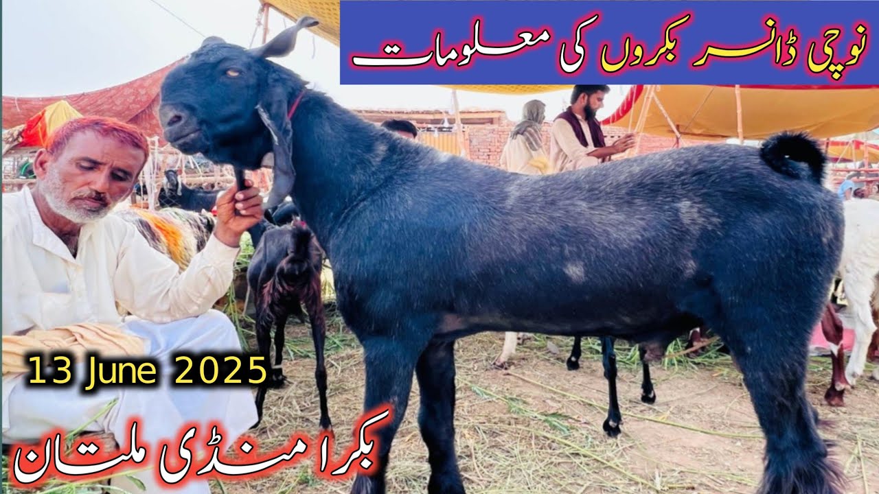 Bakra Mandi Multan Latested| Update Nochi Dancer Bakron Ki Malomaat ...