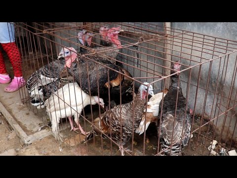 FEIRA DE GALINHA EM CARUARU PE 💲💲 TERÇA FEIRA 10/08/2021