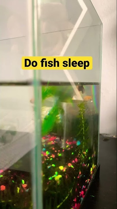 Do fish sleep - YouTube