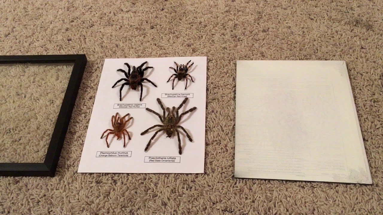 DIY Tarantula Molt Display on the Cheap! - YouTube