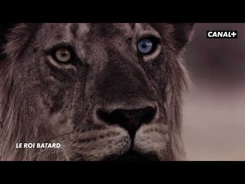 Trailer "Bastard Lion (Le Roi Bâtard)" - 09/29/2020 on Canal+ - Music ...
