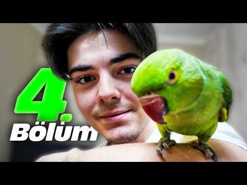 EVCİLLEŞTİ - Vahşi Papağan Eğitiyoruz Bölüm 4 (FİNAL)