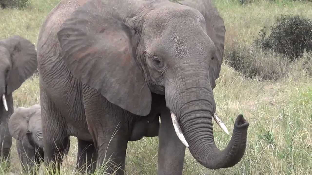 Baby Elephant Gets Nervous - YouTube