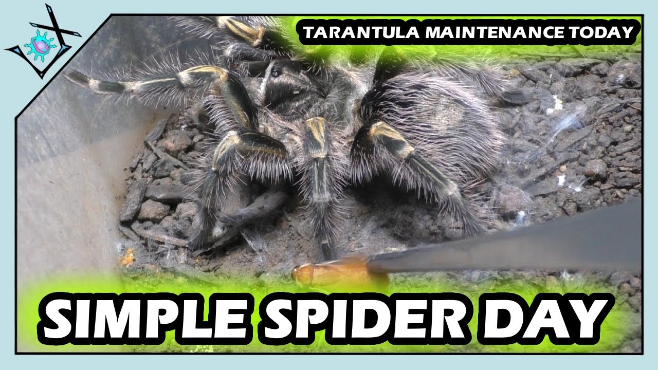 A Normal Slow Maintenance Tarantula Day【Tarantula Maintenance】 - YouTube