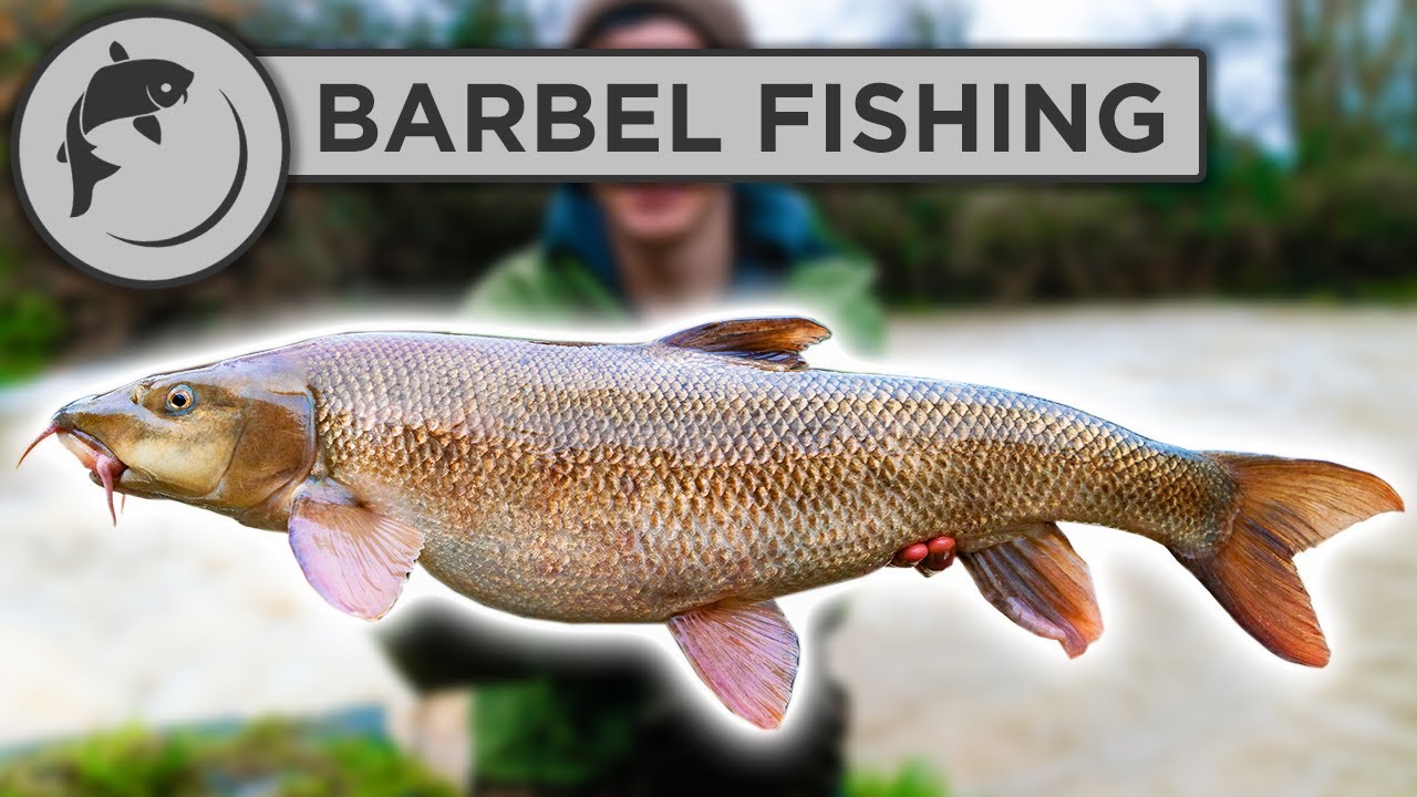 How To Catch BARBEL A Simple Guide To Barbel Fishing YouTube how-to-catch-barbel-a-simple-guide-to-barbel-fishing-youtube