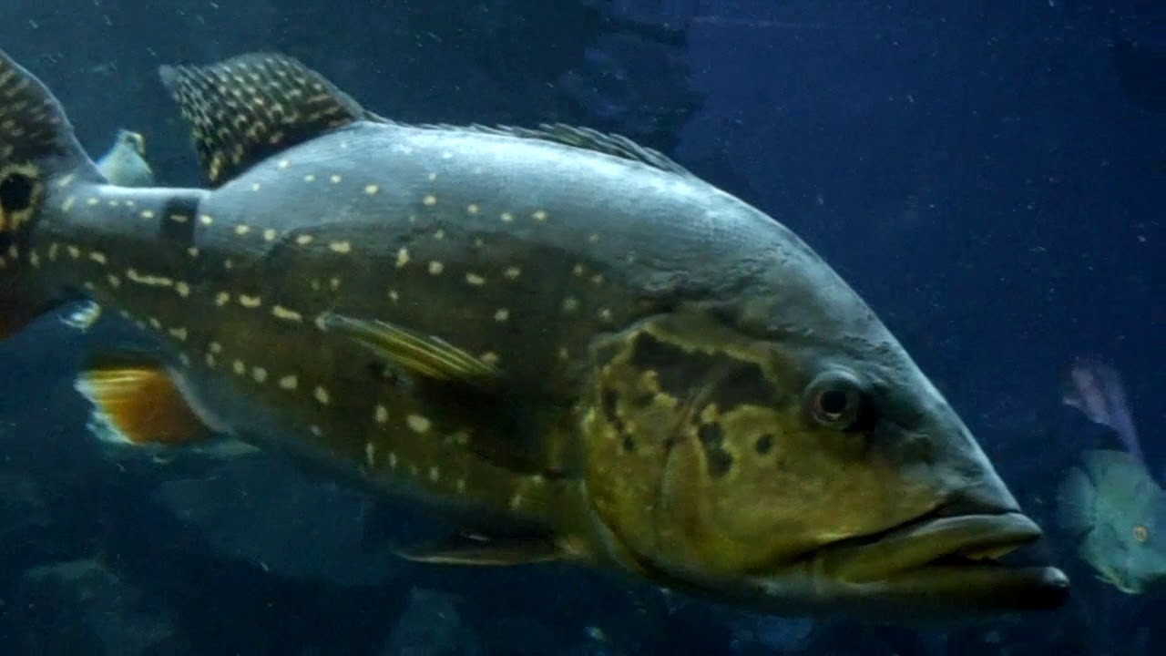 Pez Mero Gigante. Epinephelus lanceolatus - YouTube