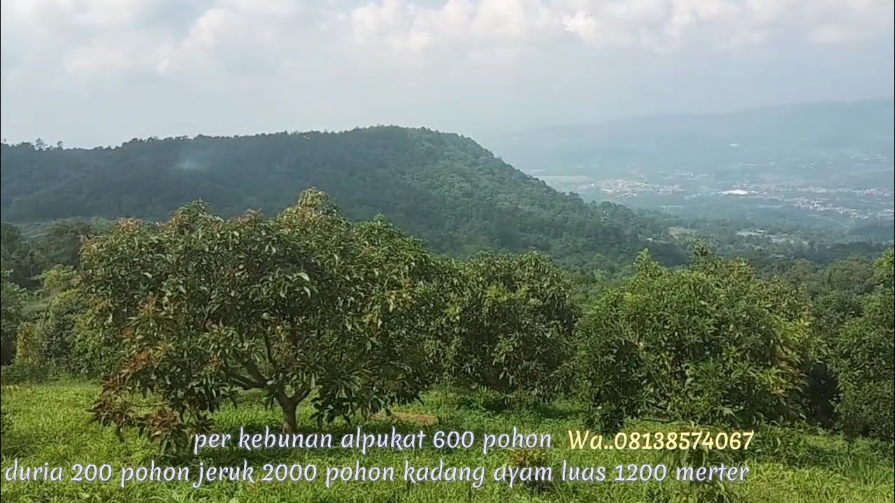 di jual kebun alpukat durian musanking lewi liang bogor 15 hktr SHM ...