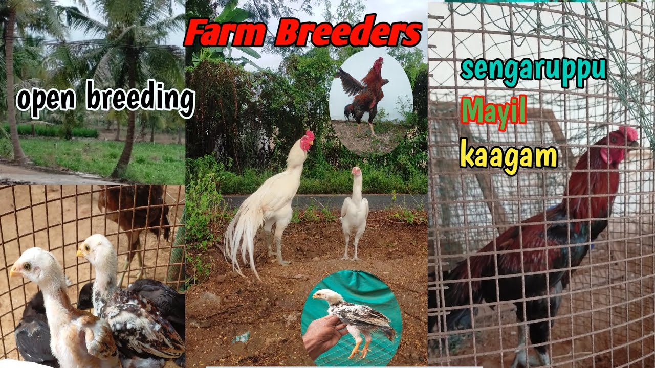 Top Quality Breeders//இதுல இருந்து 2மாத குஞ்சுகள் உற்பத்தி/sengaruppu ...