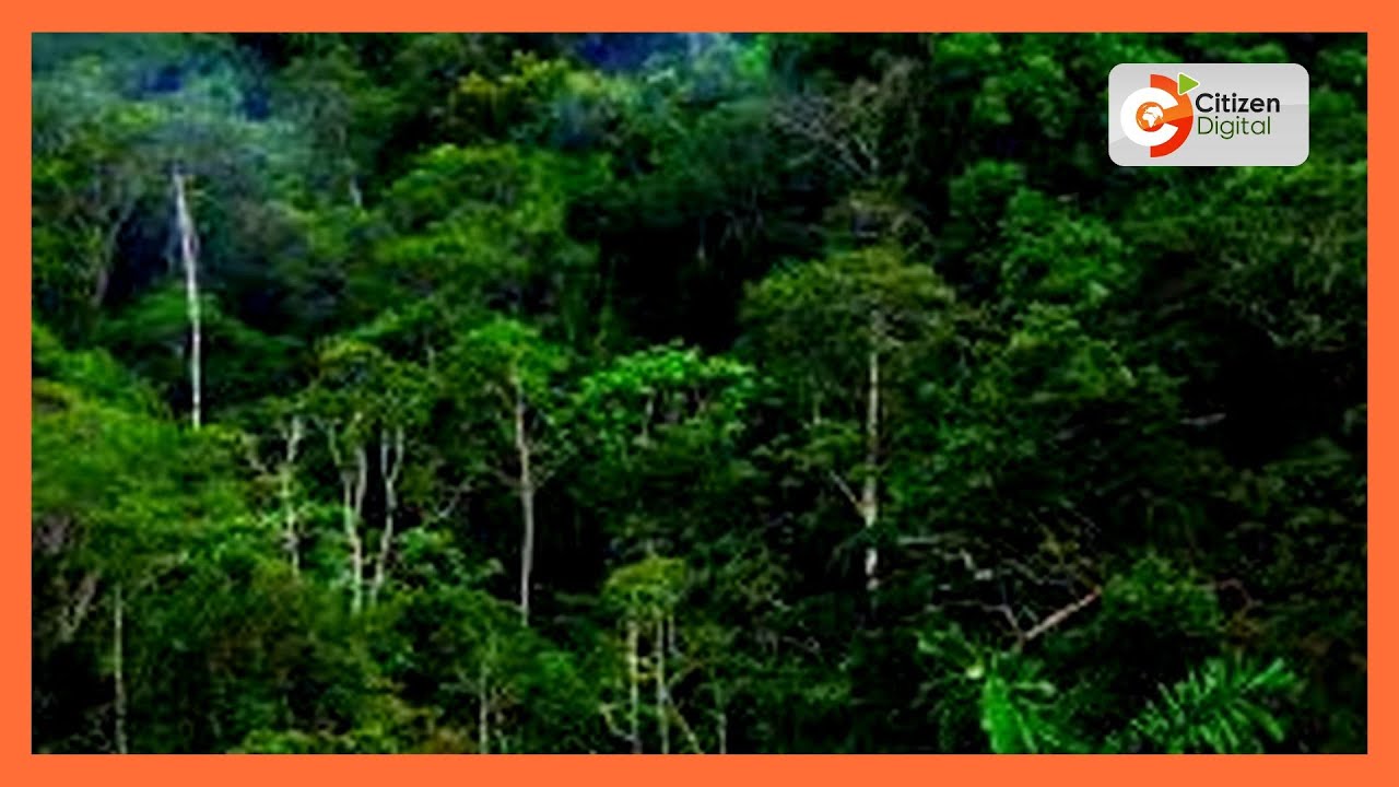 Friends of Ololua forest protest invasion of the forest - YouTube