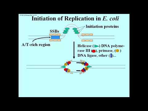 179  Replication Initiation in E coli