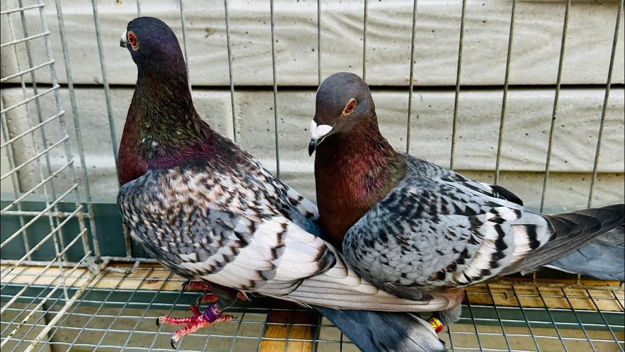 Puțin pe la porumbei ‼️‼️ Pigeons off Color 2024‼️ - YouTube