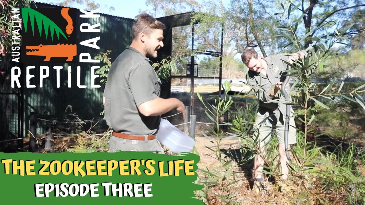 THE ZOOKEEPER'S LIFE: VENOMOUS SNAKES | EPISODE 3 - YouTube