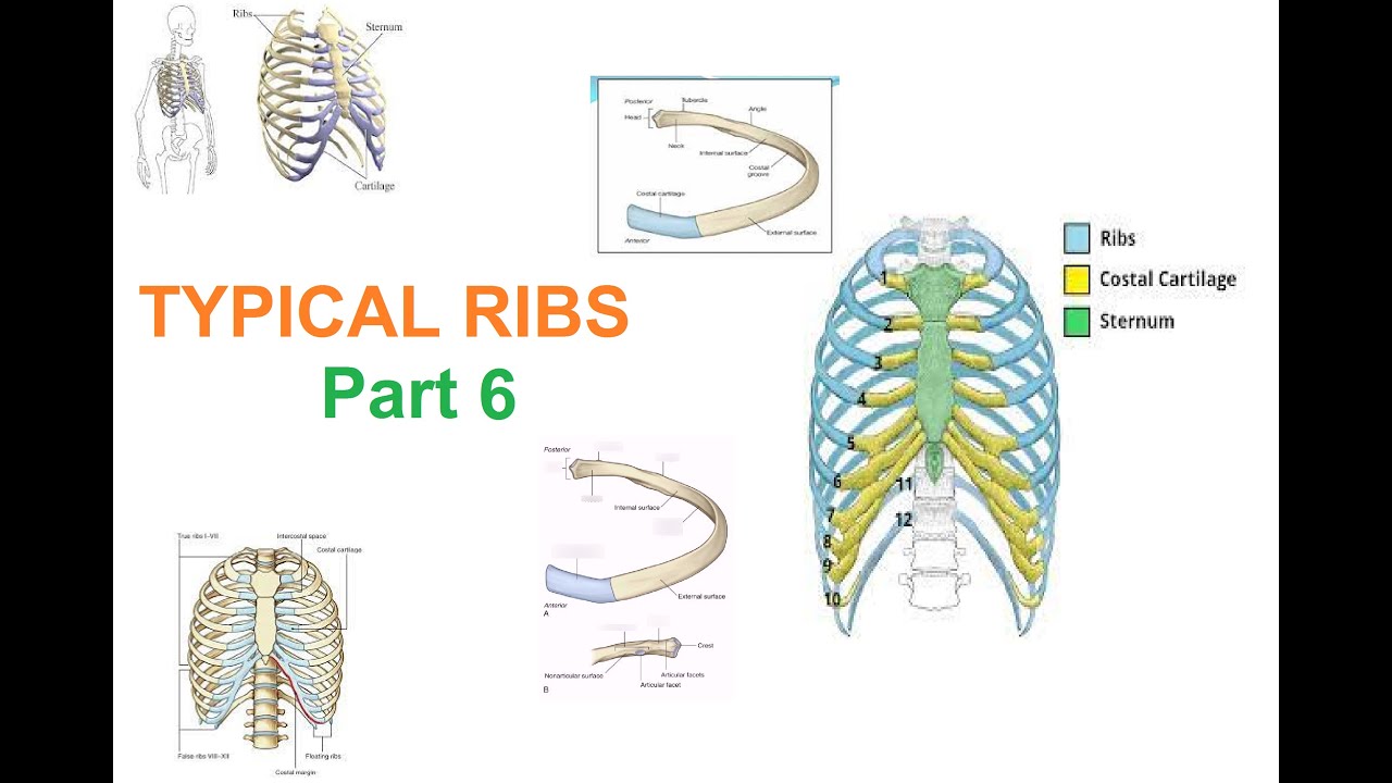Typical Ribs - Osteology | Types of ribs| Part 6 - YouTube