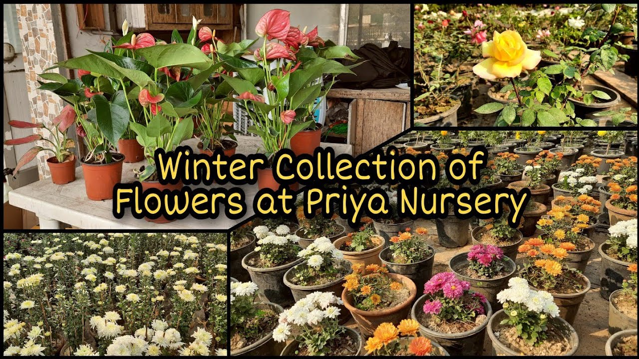 Winter Collection of Flowers | Priya Nursery - YouTube