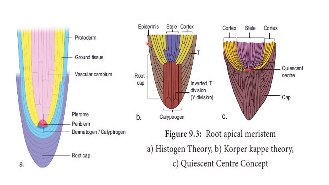 Root Apical Meristem