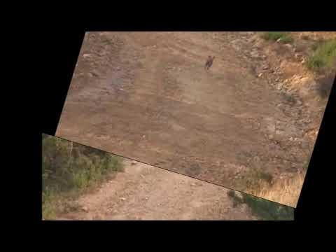 ΓΙΑΝΝΗΣ ΚΑΤΣΙΓΙΑΝΝΗΣ ΕΜΑΘΕ Ο ΛΑΓΟΣ ΚΑΙ ΜΠΑΙΝΕΙ - YouTube
