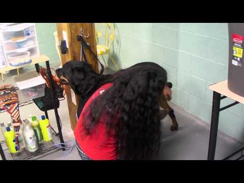 Dremeling Bella's Nails (Week 5) - YouTube