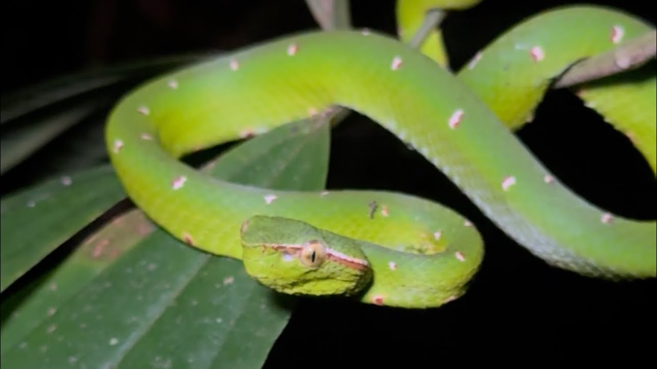 The infamous “Miracle Snake” in the Philippines is not what you think ...