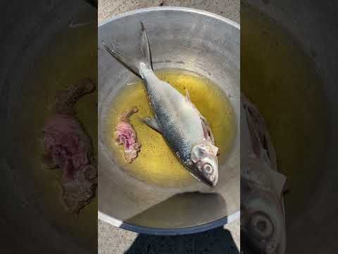 nakapag luto tayo ng bangus gamit ang init ng araw - YouTube