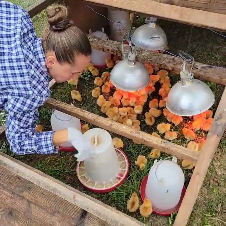 Chicks Arrive at The Ranch. April Arrival, 11 Weeks Until They Are Full ...