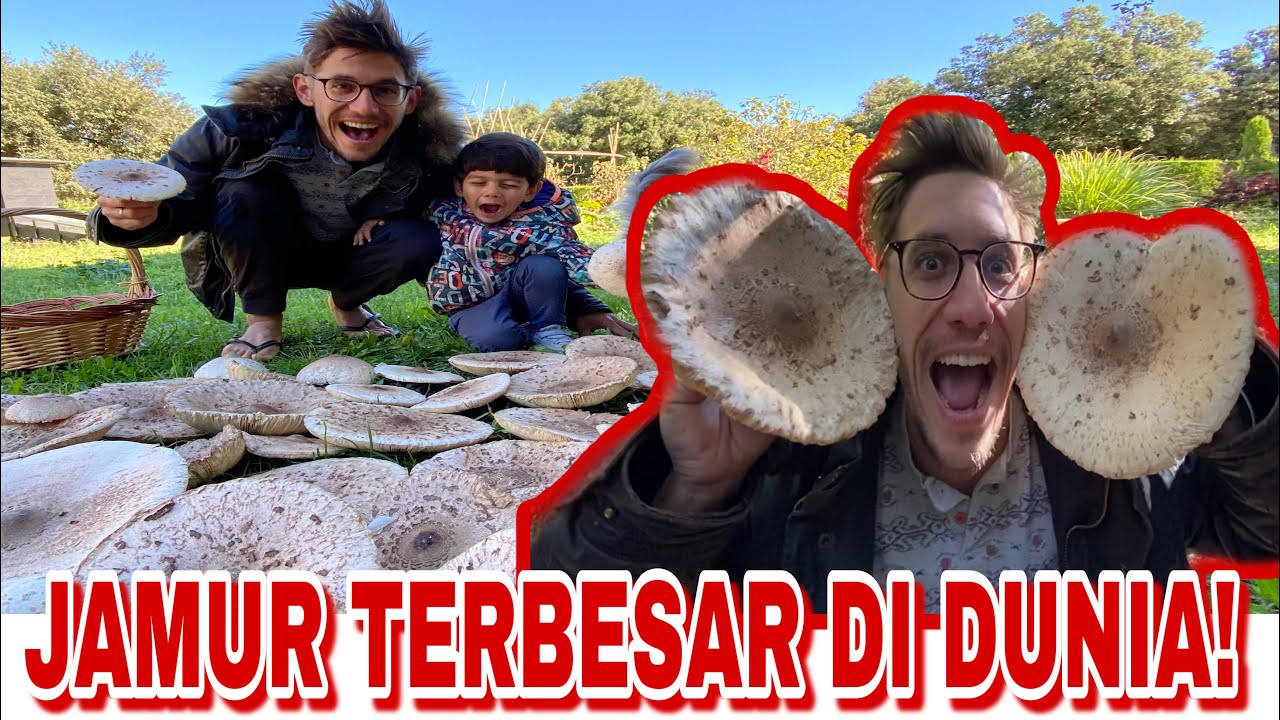 PANEN JAMUR RAKSASA LIAR. BANYAK PARAAH! 🍄🍄🍄 - YouTube