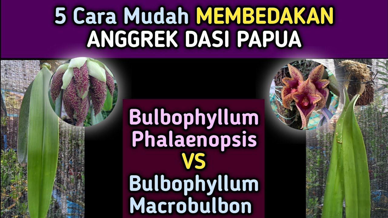 CARA MEMBEDAKAN Anggrek DASI PAPUA - YouTube
