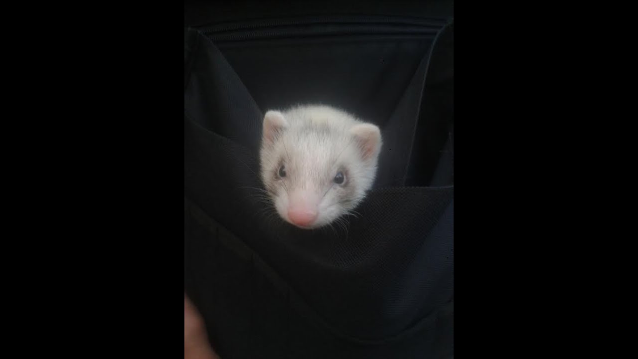 Happy Ferrets playing:)) - YouTube