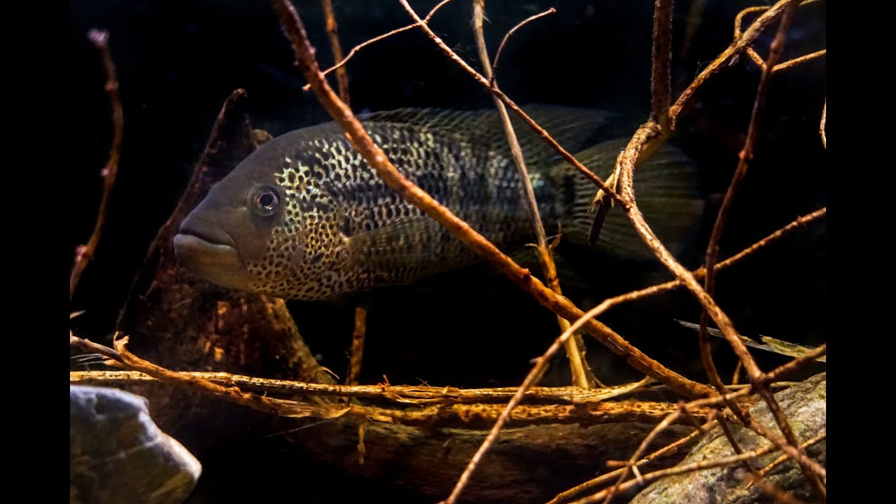 Picking your best fish for a fish show - YouTube