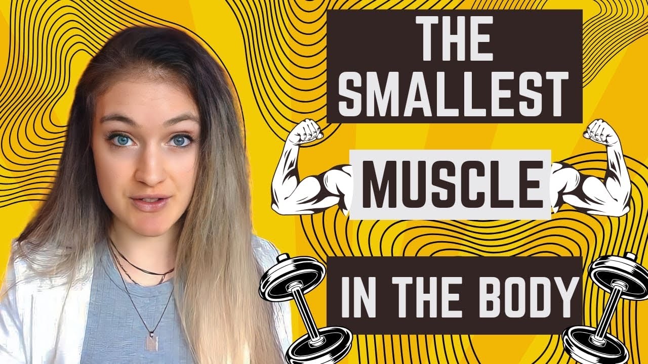 Smallest Muscle In Your Whole Body?! - YouTube