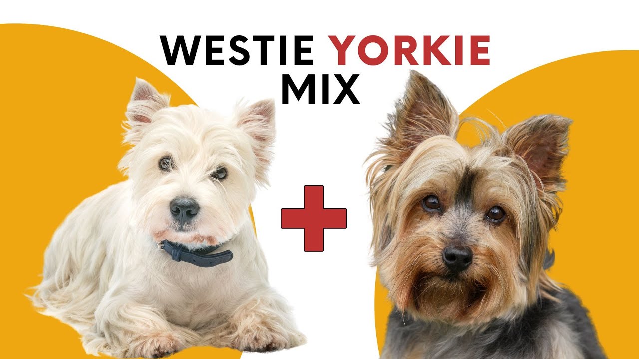 Fourche Terrier: Westie Yorkie Mix - YouTube