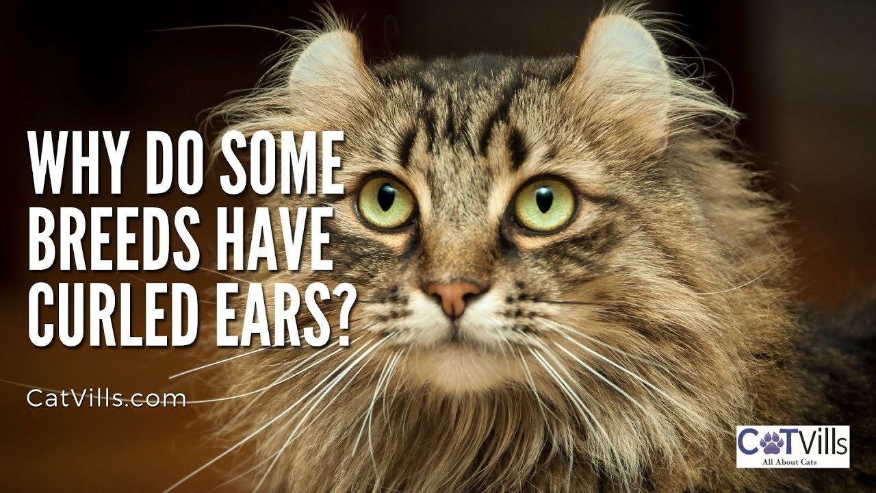 Why Do Some Breeds Have Curled Ears? - YouTube