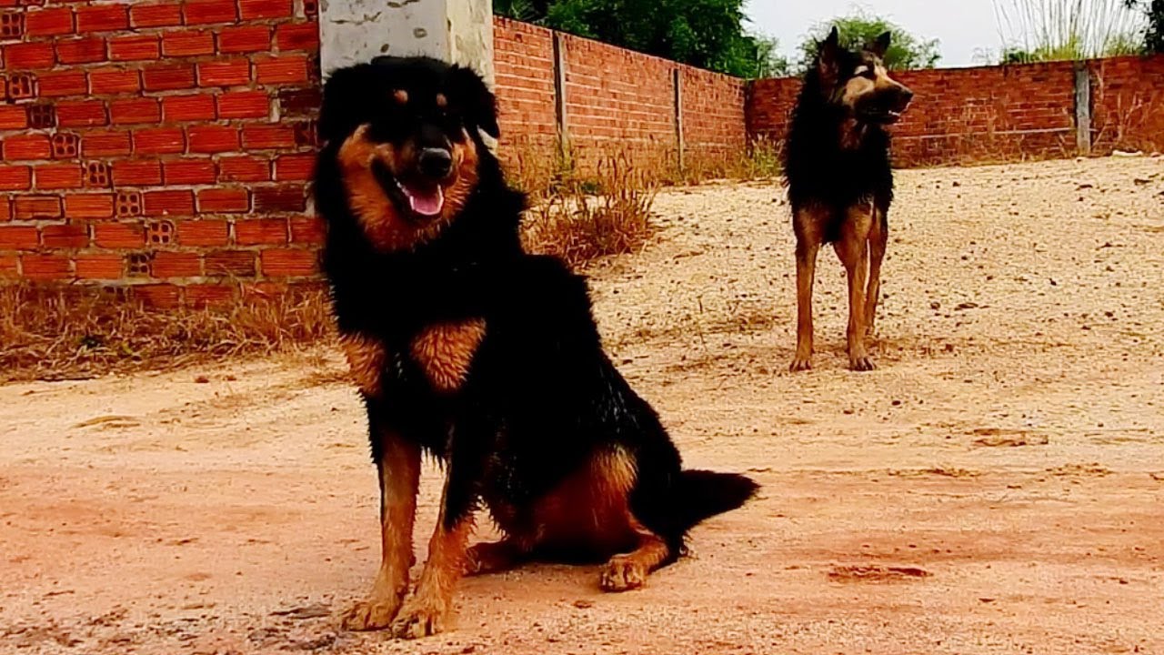 Cute boy ker ker After The line from sterilized and very fat have many ...