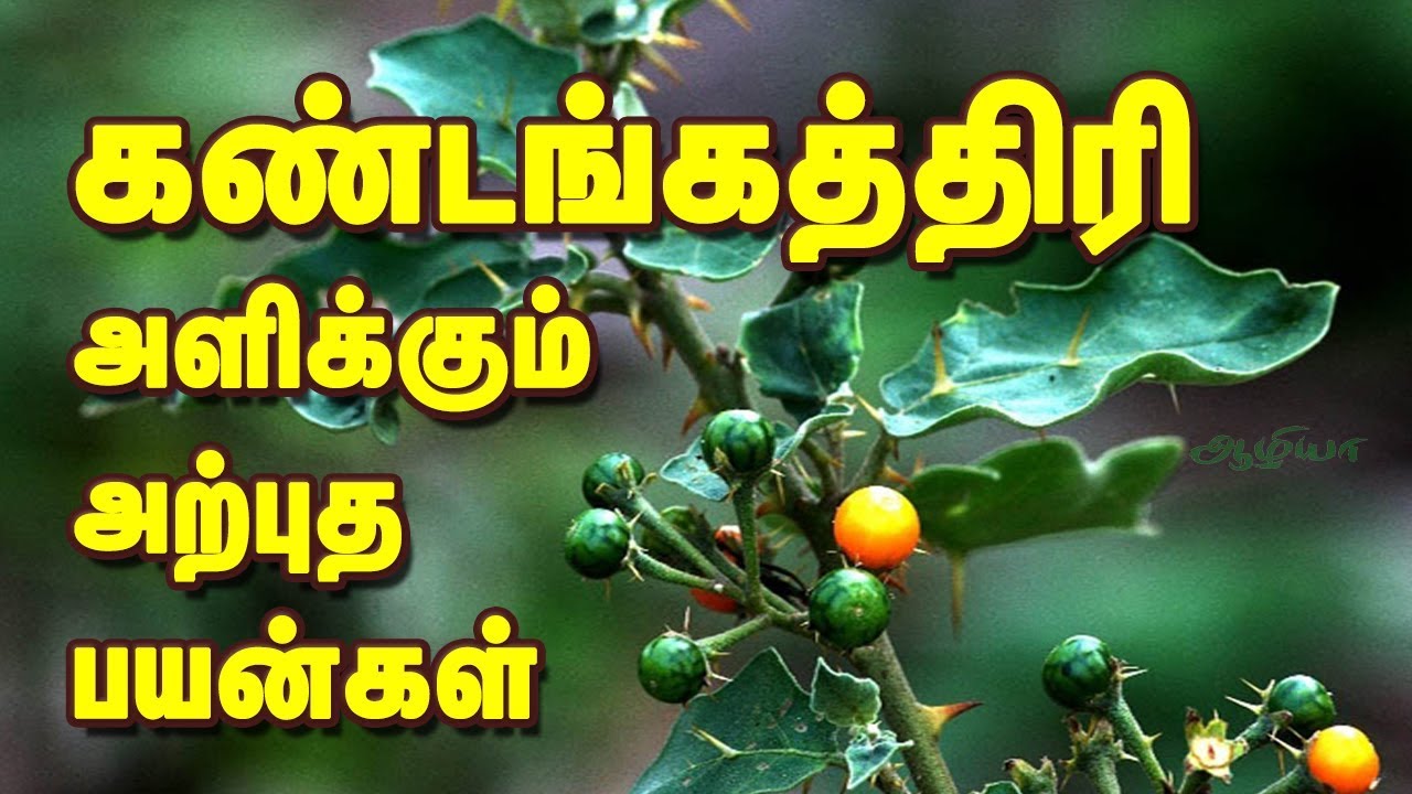 Kandankathiri | Kantakari | கண்டங்கத்திரி | Kantakari Powder - YouTube