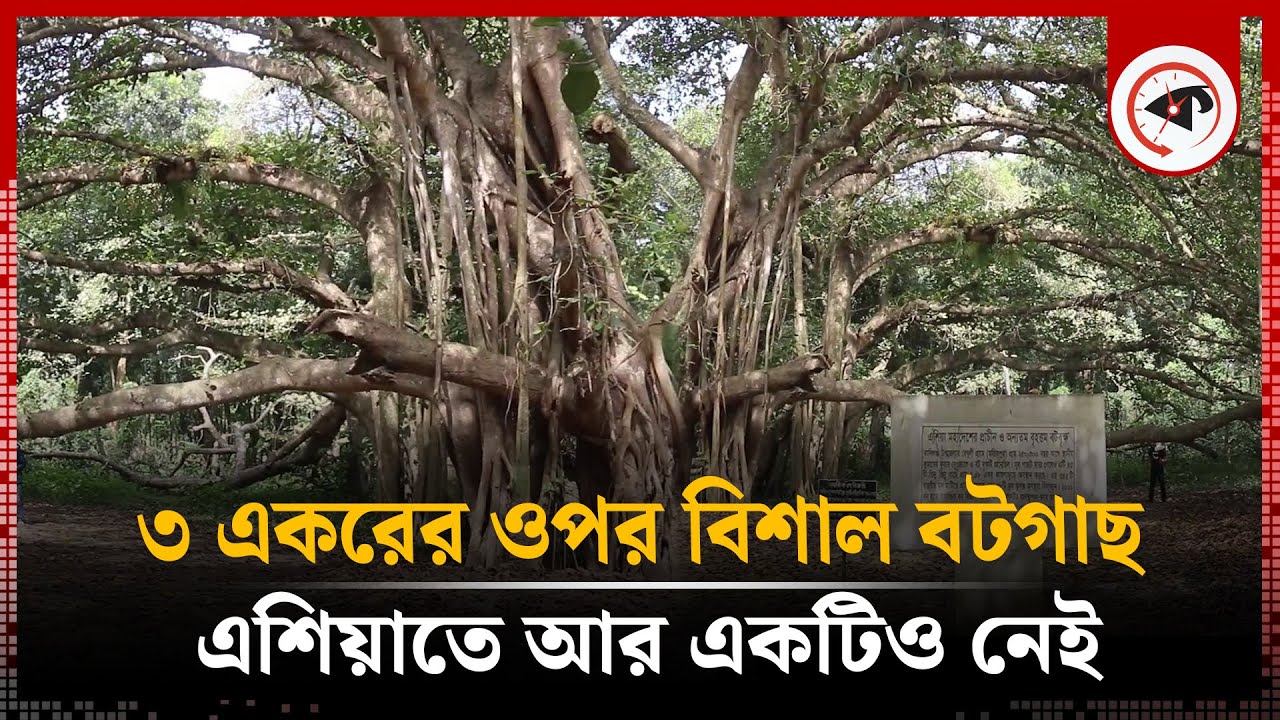 ৩ একর জায়গা জুড়ে ৩০০ বছরের পুরোনো বটগাছ | Biggest Banyan Tree in Asia ...