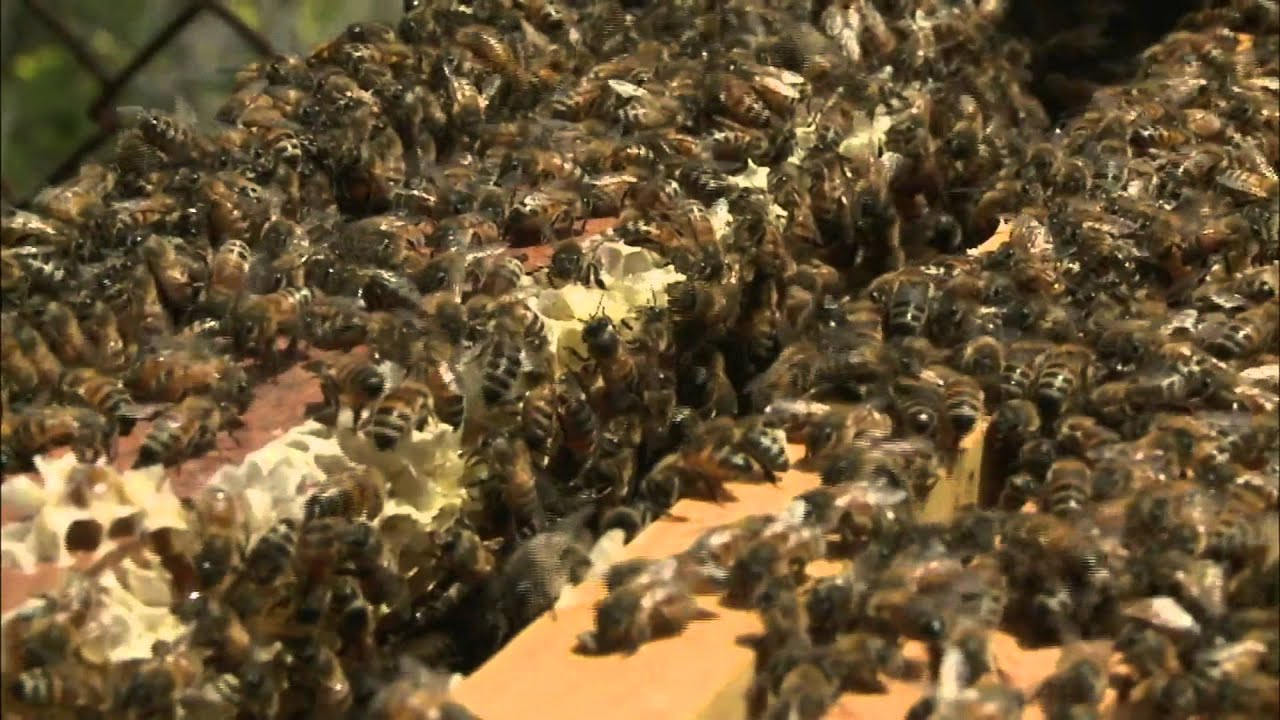 5 Years Later, Scientists Still Puzzled by Honeybee Decline - YouTube