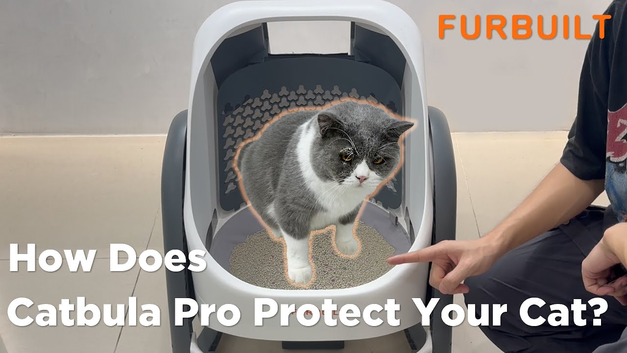 How Catbula Pro Protects Your Cats Through Its Triple Protection ...