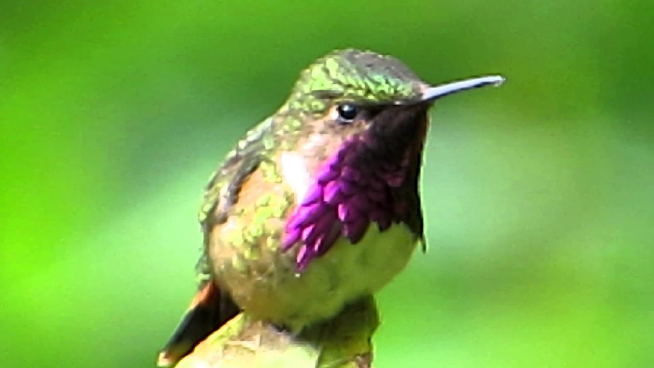 Wine throated hummingbird - Alchetron, the free social encyclopedia