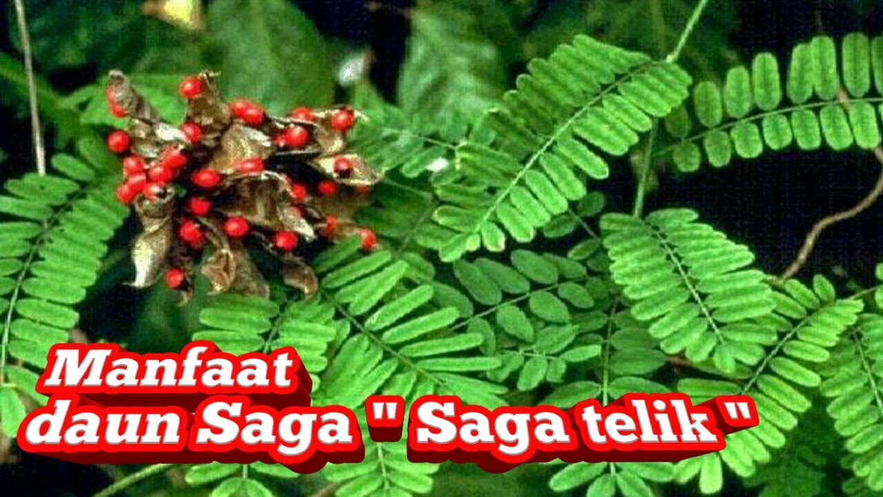 Daun Saga (sogok telik ) yg harus kamu tau - YouTube