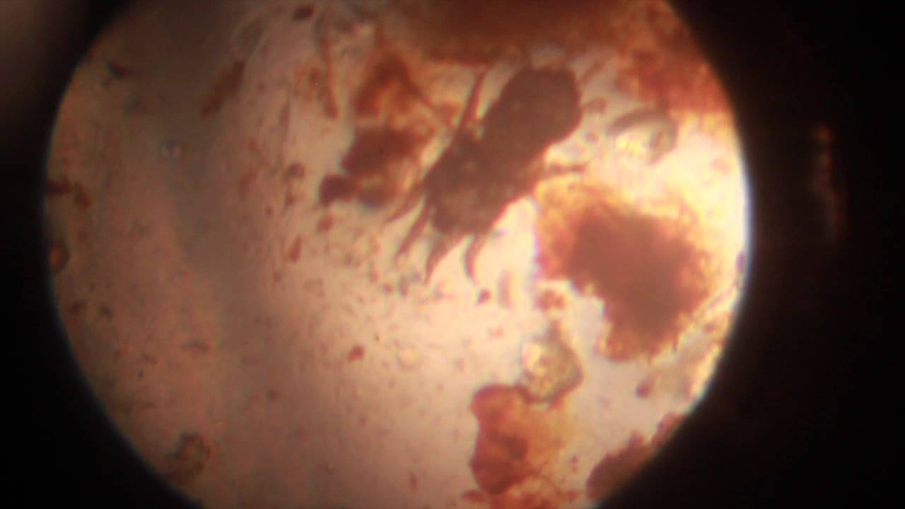 Ear Mites in Ferrets - YouTube