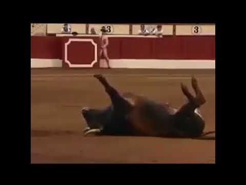 Bull Fight Challenge - Bull Vs Man (knockout) Man Takes Down Bull ...