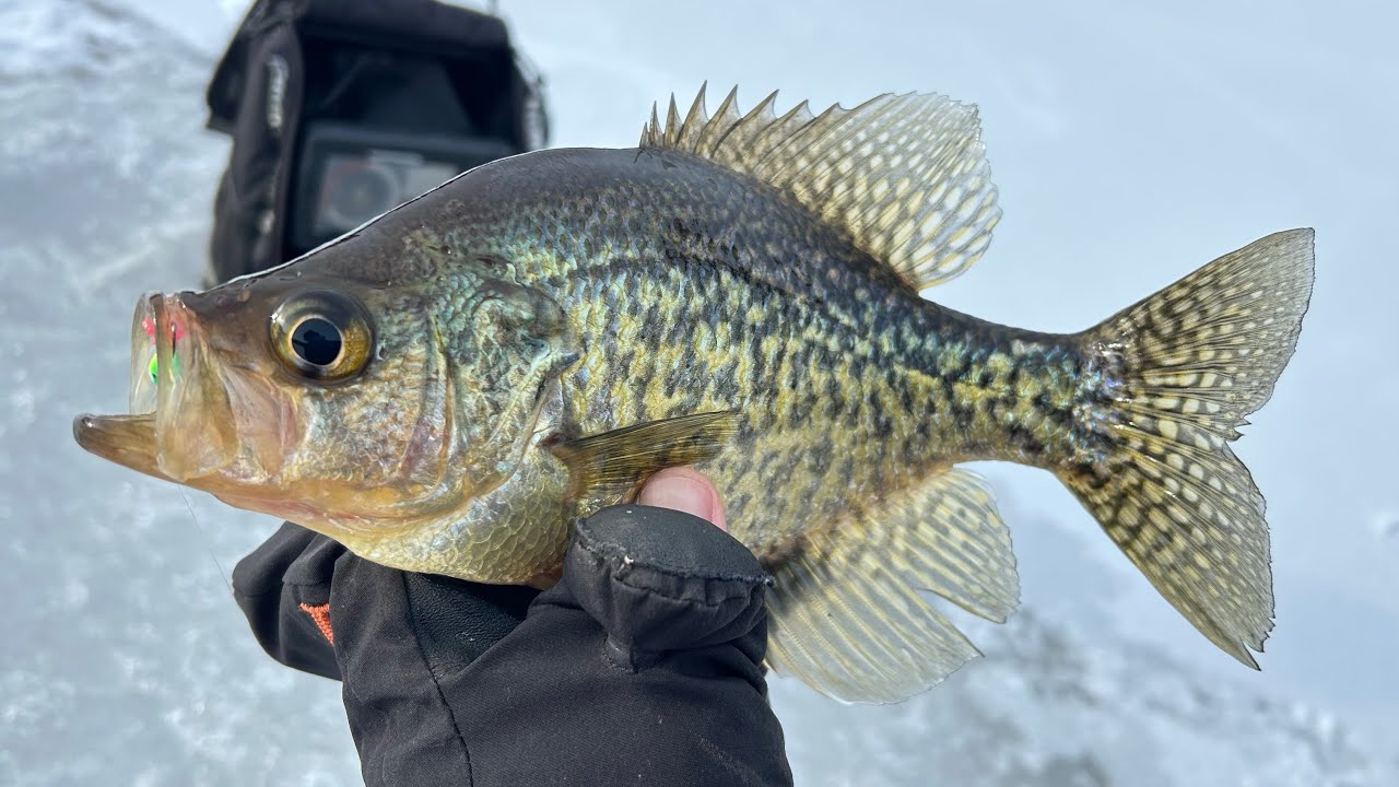 Ice Fishing Connecticut! New England First Ice SLAYFEST (2024) - YouTube