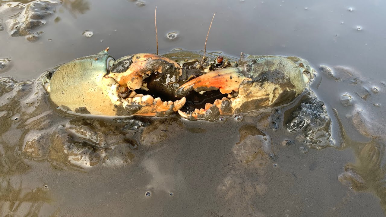 Fishing Crabs - Exploring Mud Crabs | Amazing Skill Catching Mud Crabs ...