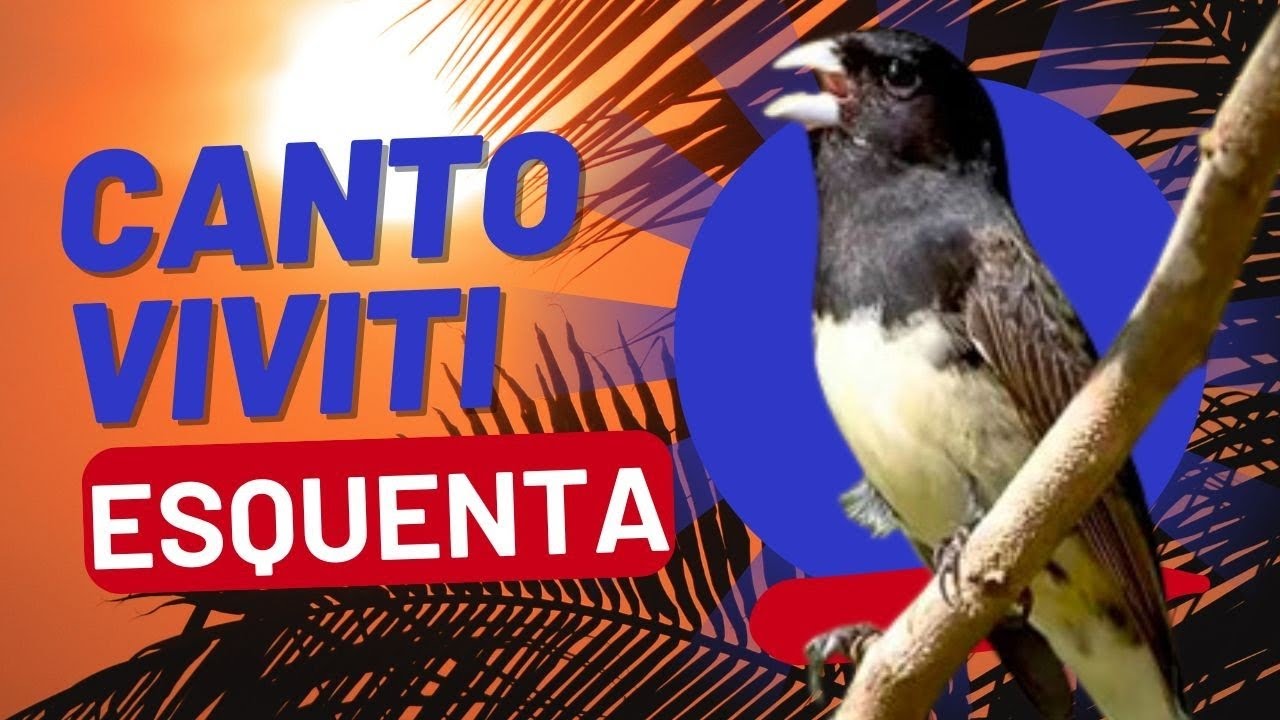 Canto do papa capim viviti para esquentar coleiro baiano viviti - YouTube
