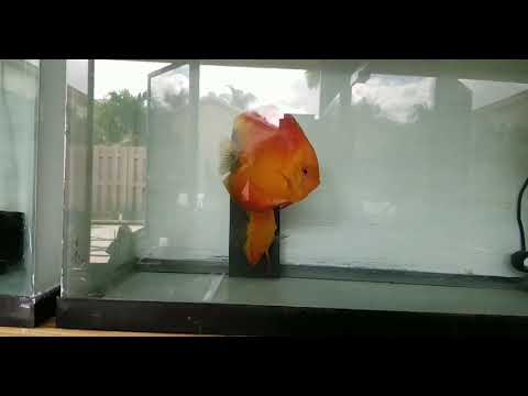 Golden Sunrise Discus - YouTube