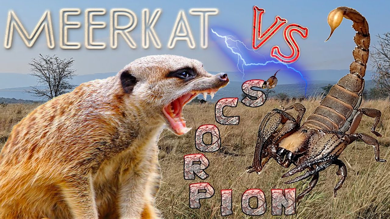 Meerkat Versus Scorpion - Battle To The Death | Digs Up Arachnid & Eats ...