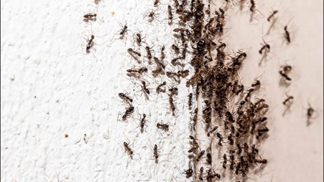 Ju dalin Bubrreca-Milingona ne Shtepi si ti Largoni menihere menyra me ...