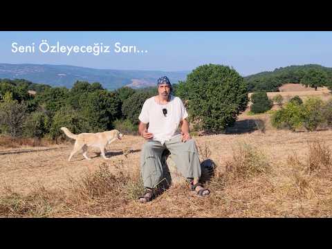 Sarı’yı Kaybettik ve Köy Evi Hakkında vLog