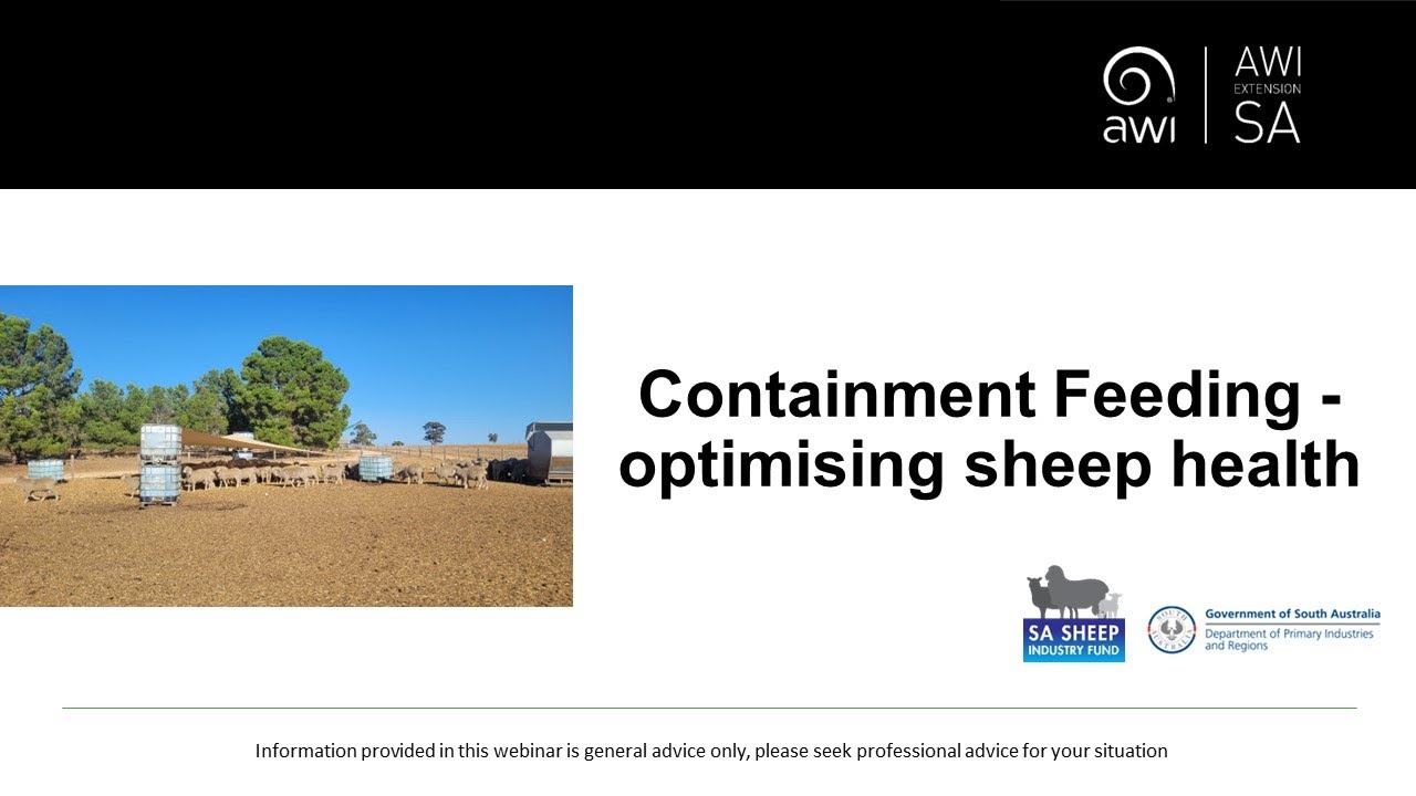 Containment feeding - optimising sheep health - YouTube