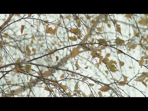 Snow Falling On Autumn Tree Stock Video