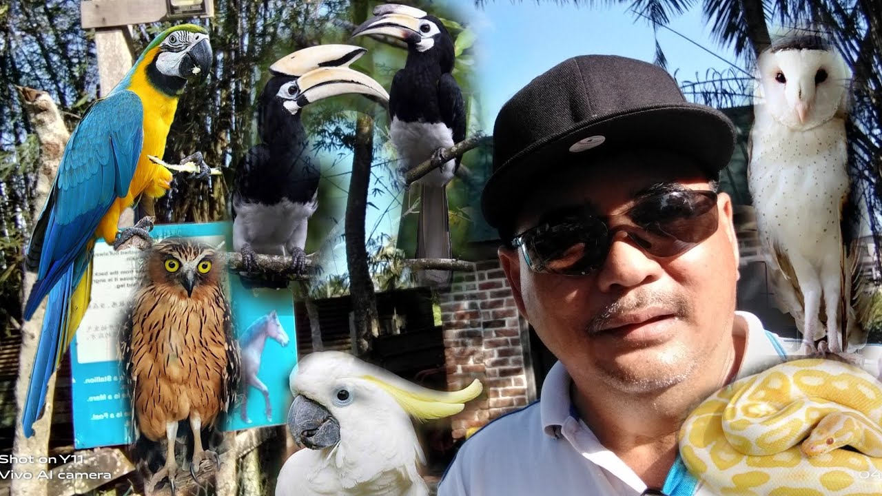 Pelbagai Jenis Ular dan Burung//Mini Zoo di Miri, Sarawak.//Ladang ...